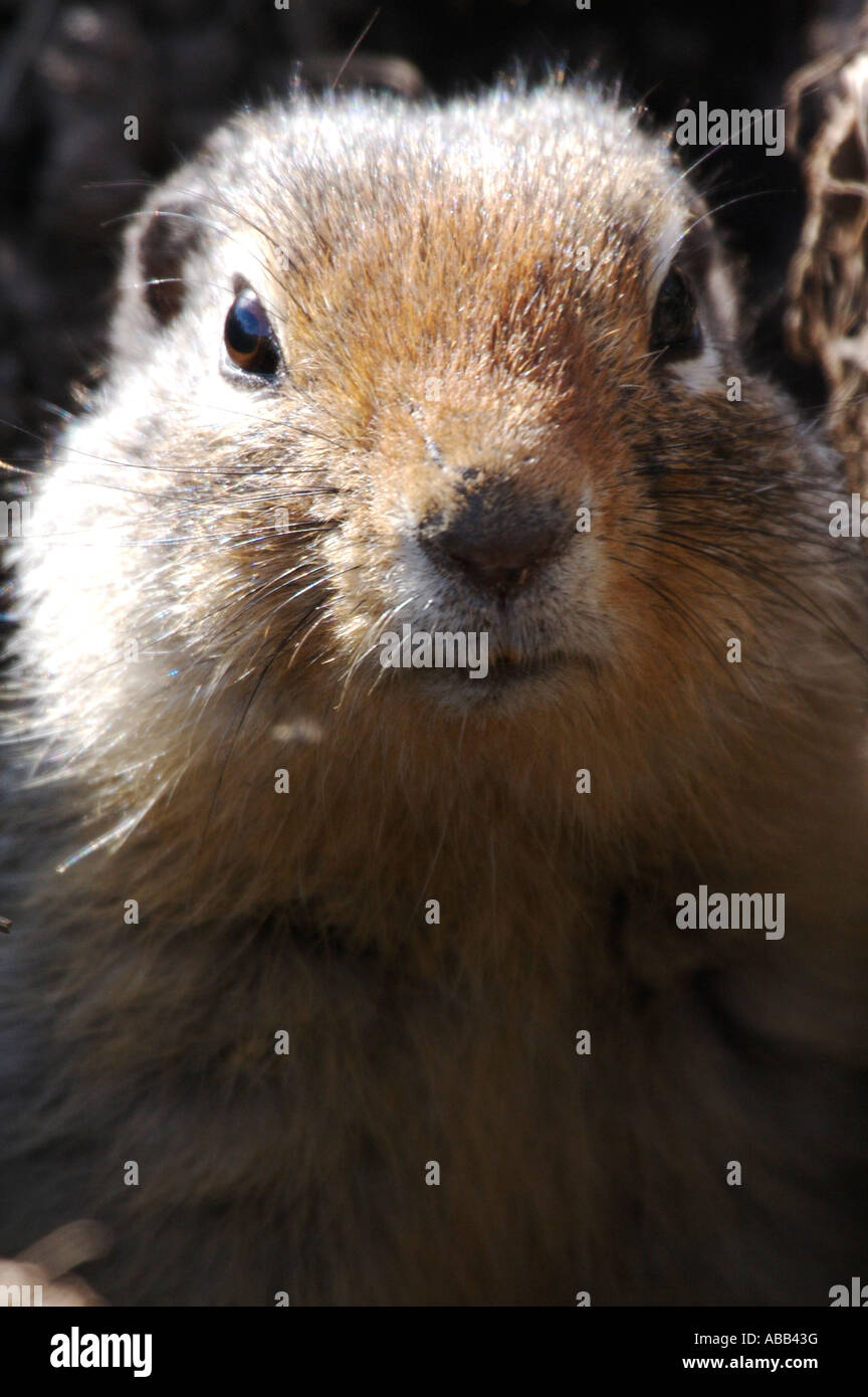 Wildlife Portrait: Prairie Dog/Gopher Stock Photo - Alamy