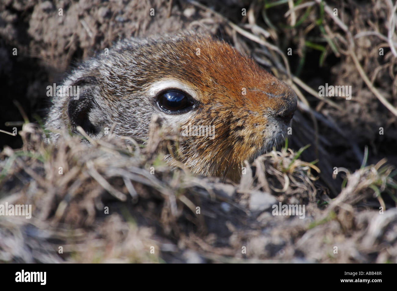 Wildlife Portrait: Prairie Dog/Gopher Stock Photo - Alamy