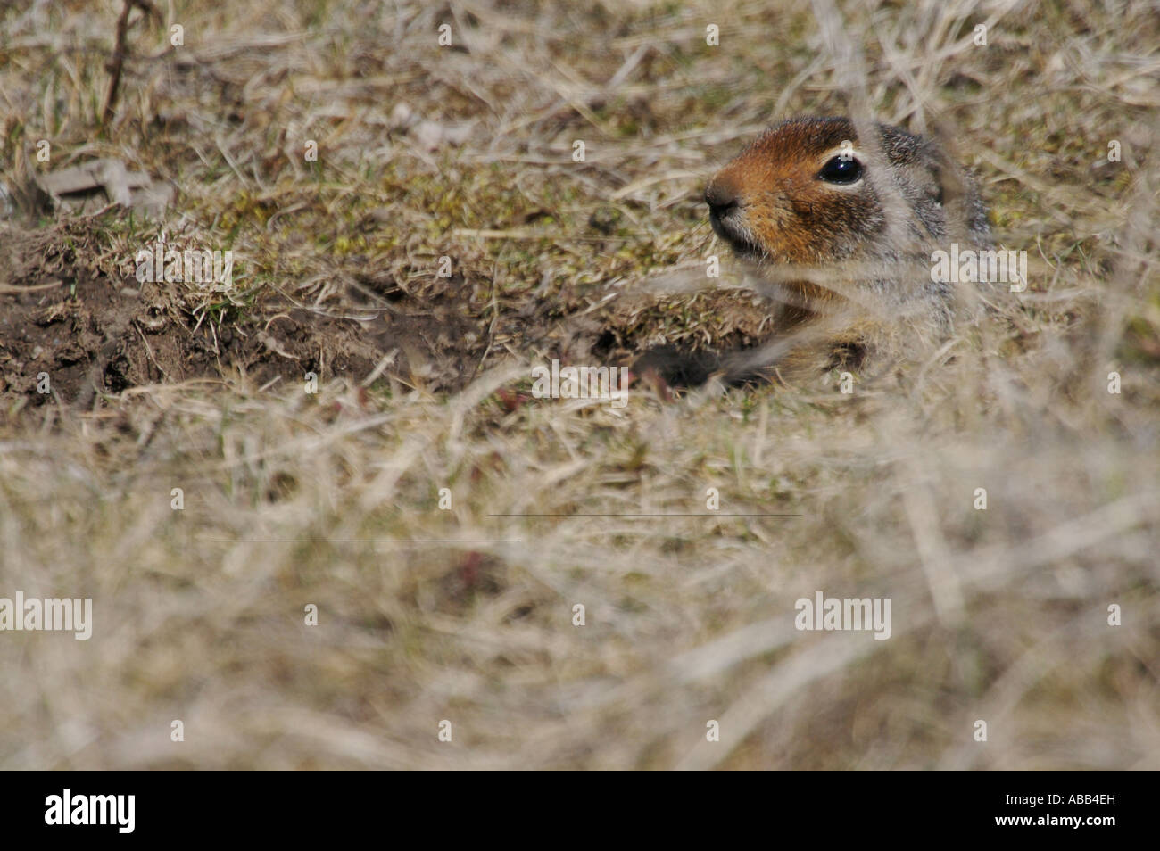 Wildlife Portrait: Prairie Dog/Gopher Stock Photo - Alamy