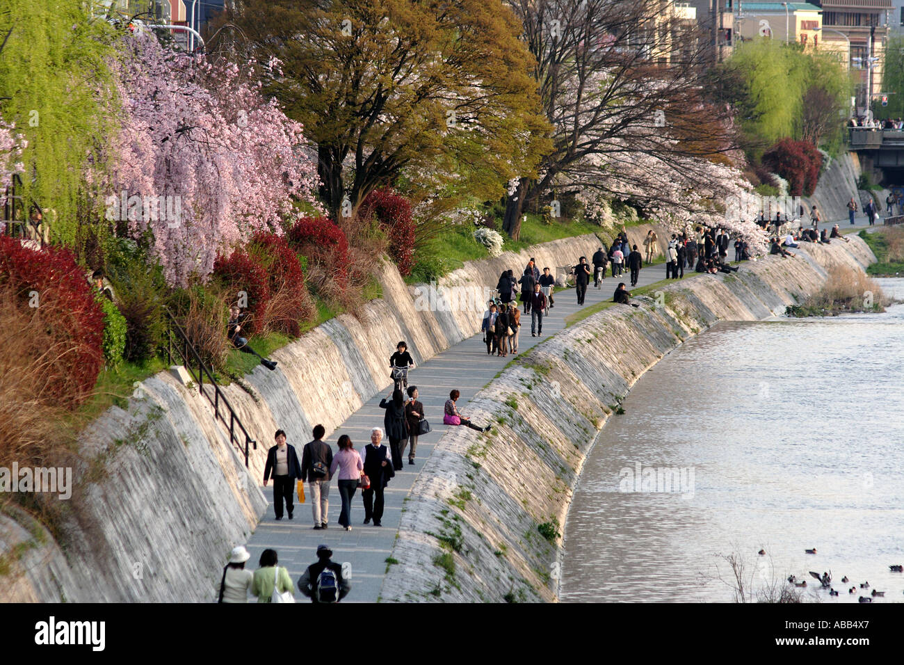 People Walking along the Kamogawa or Kamo River at Sunset During Cherry ...