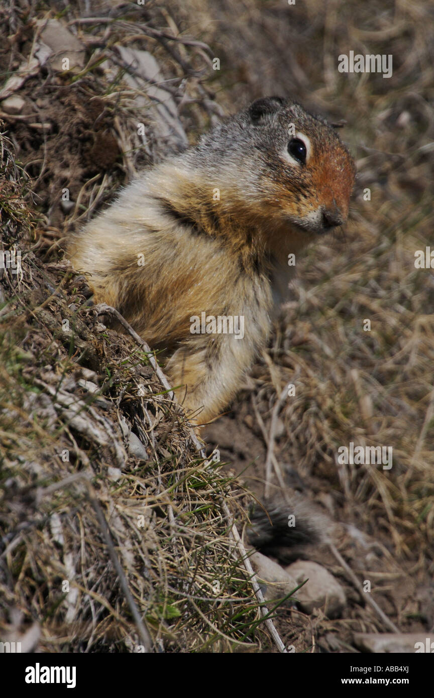 Wildlife Portrait: Prairie Dog/Gopher Stock Photo - Alamy