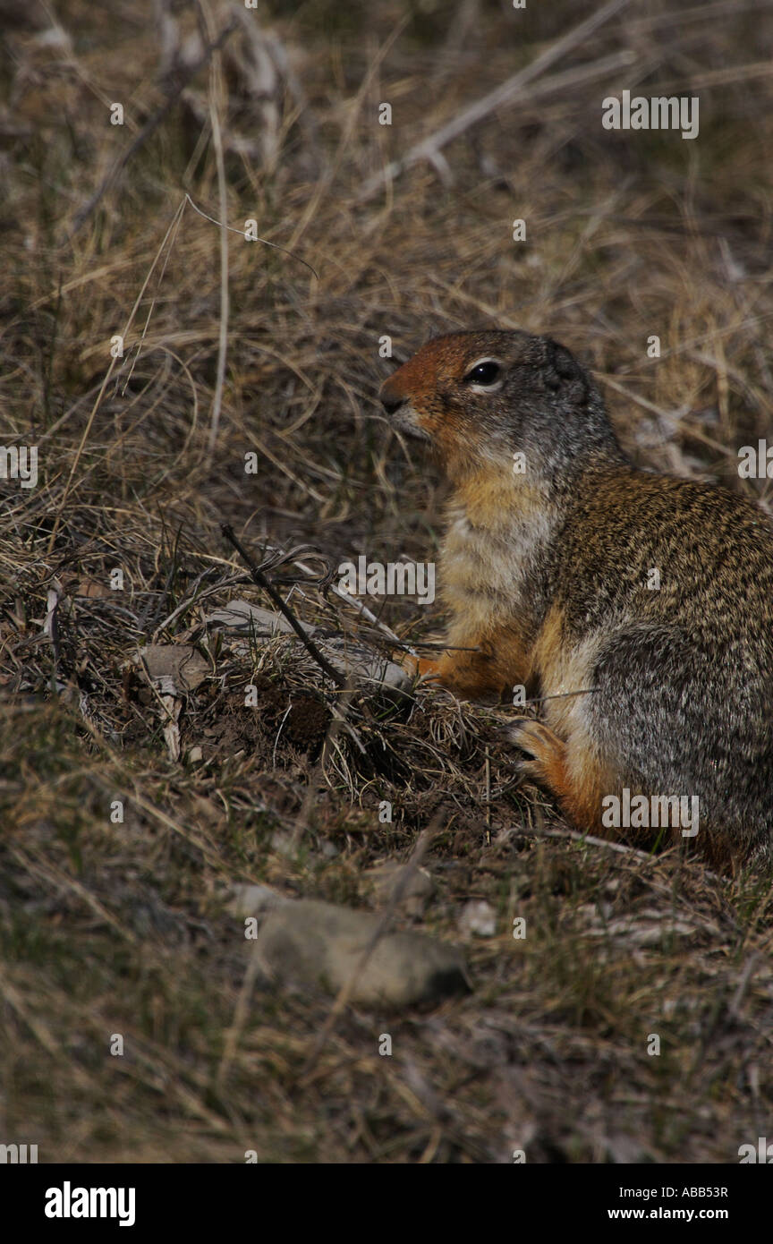 Wildlife Portrait: Prairie Dog/Gopher Stock Photo - Alamy