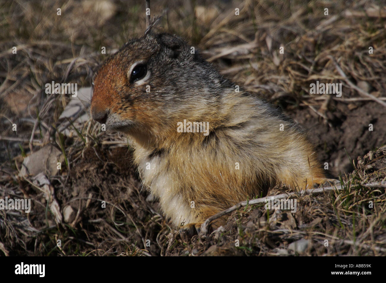 Interconnected Species High Resolution Stock Photography and Images - Alamy