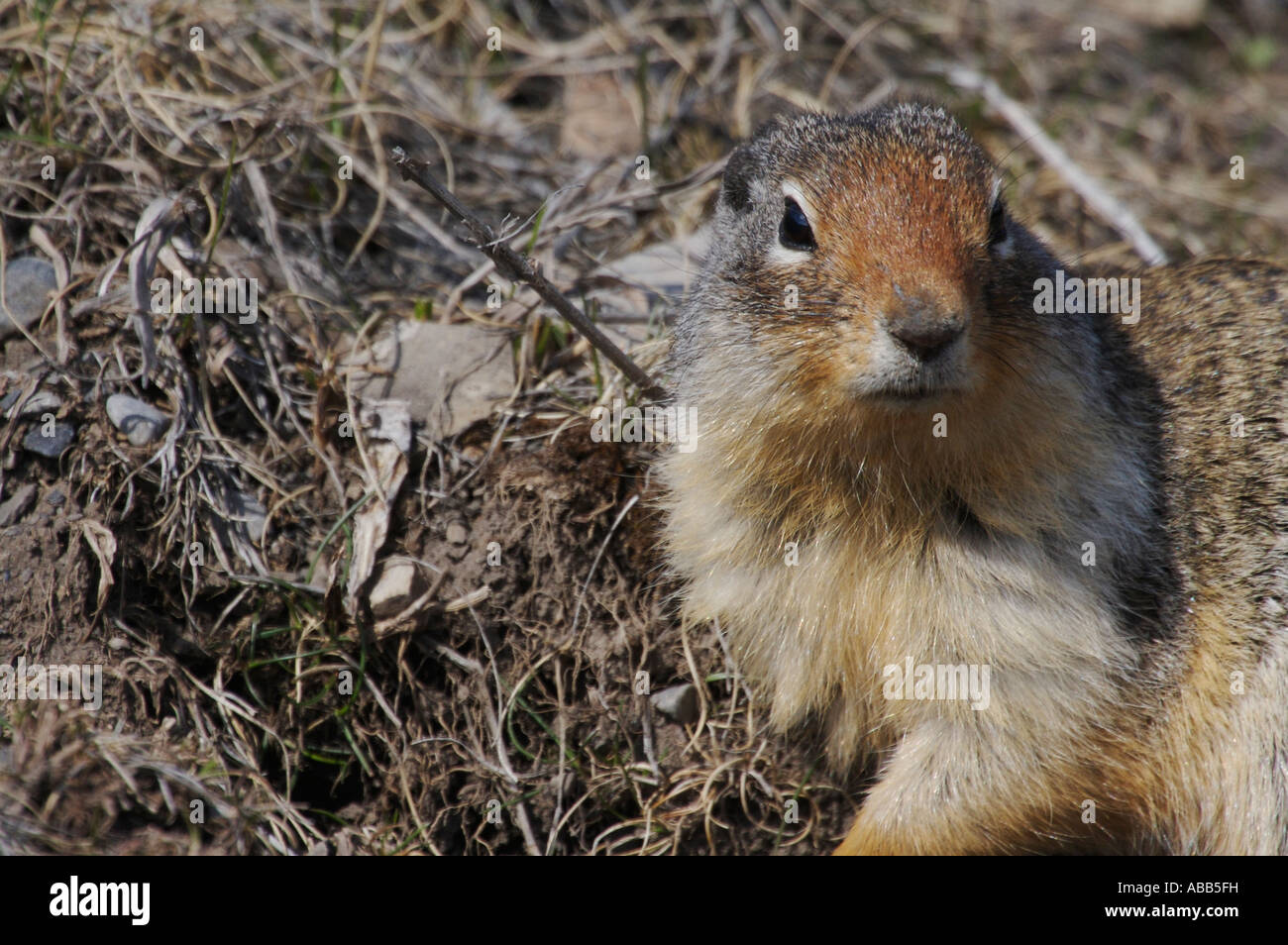 Wildlife Portrait: Prairie Dog/Gopher Stock Photo - Alamy