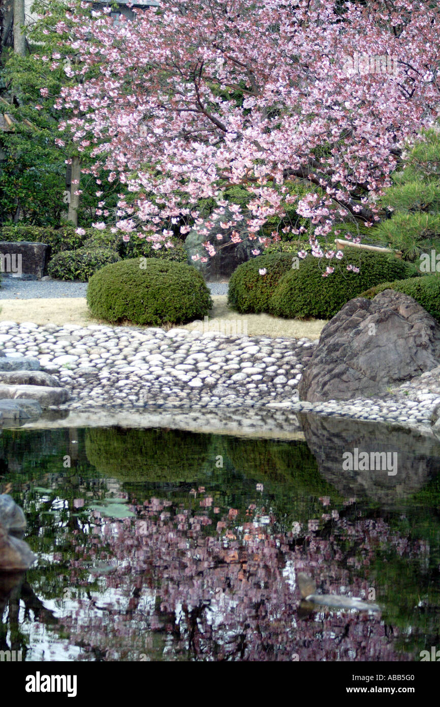 Japanese Garden inside Nijo Castle, Cherry Blossoms, Kyoto, Japan Stock ...