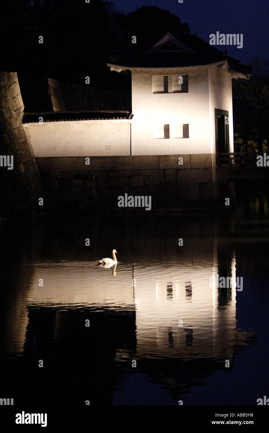 Swan in the Moat at Nijo Castle at Night During Cherry Blossom Season ...