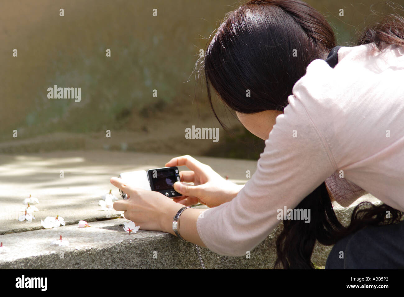 Beautiful Young Japanese Girl Photographing Fallen Cherry Blossoms ...