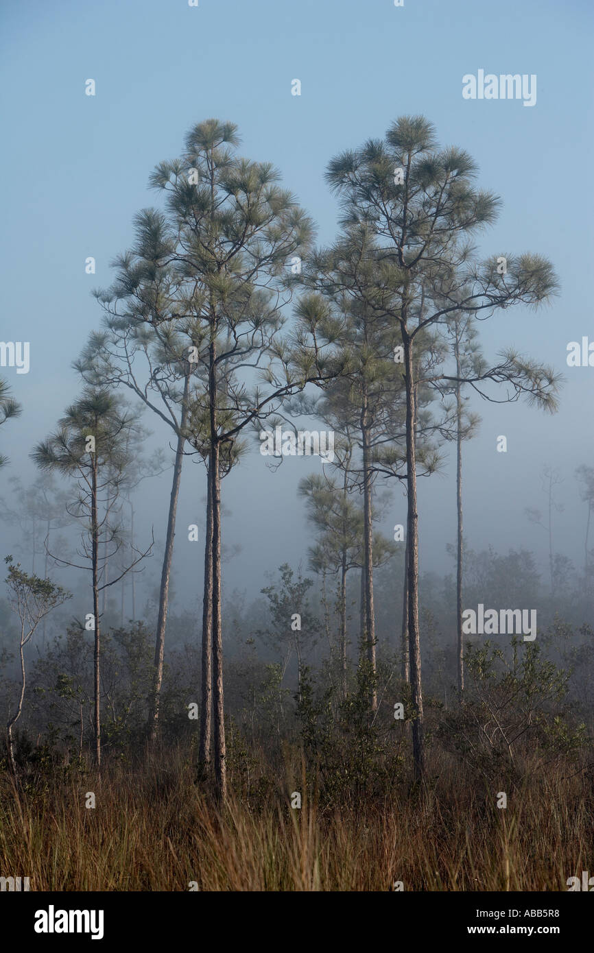 Florida pine trees hi-res stock photography and images - Alamy