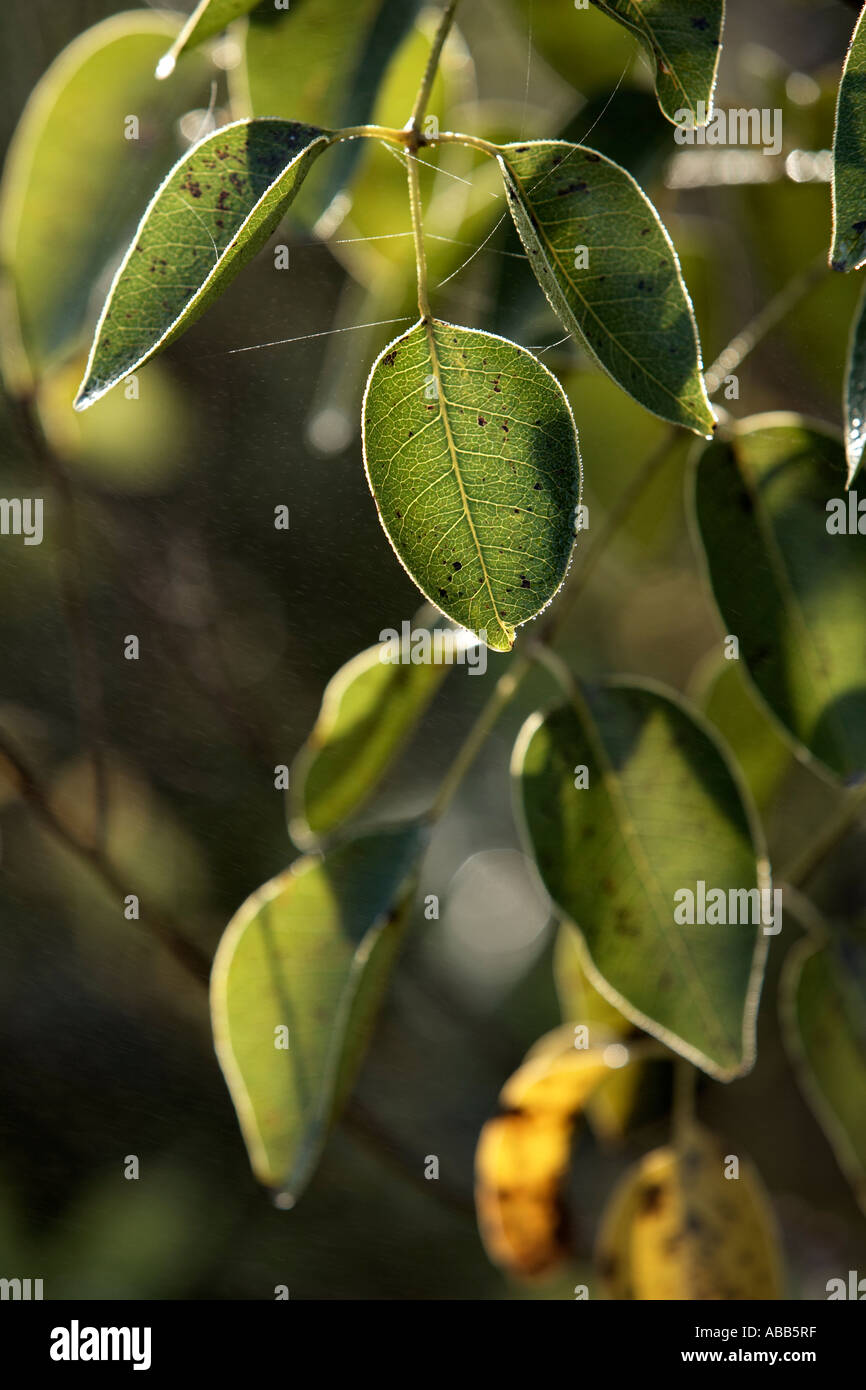 Poisonwood hi-res stock photography and images - Alamy