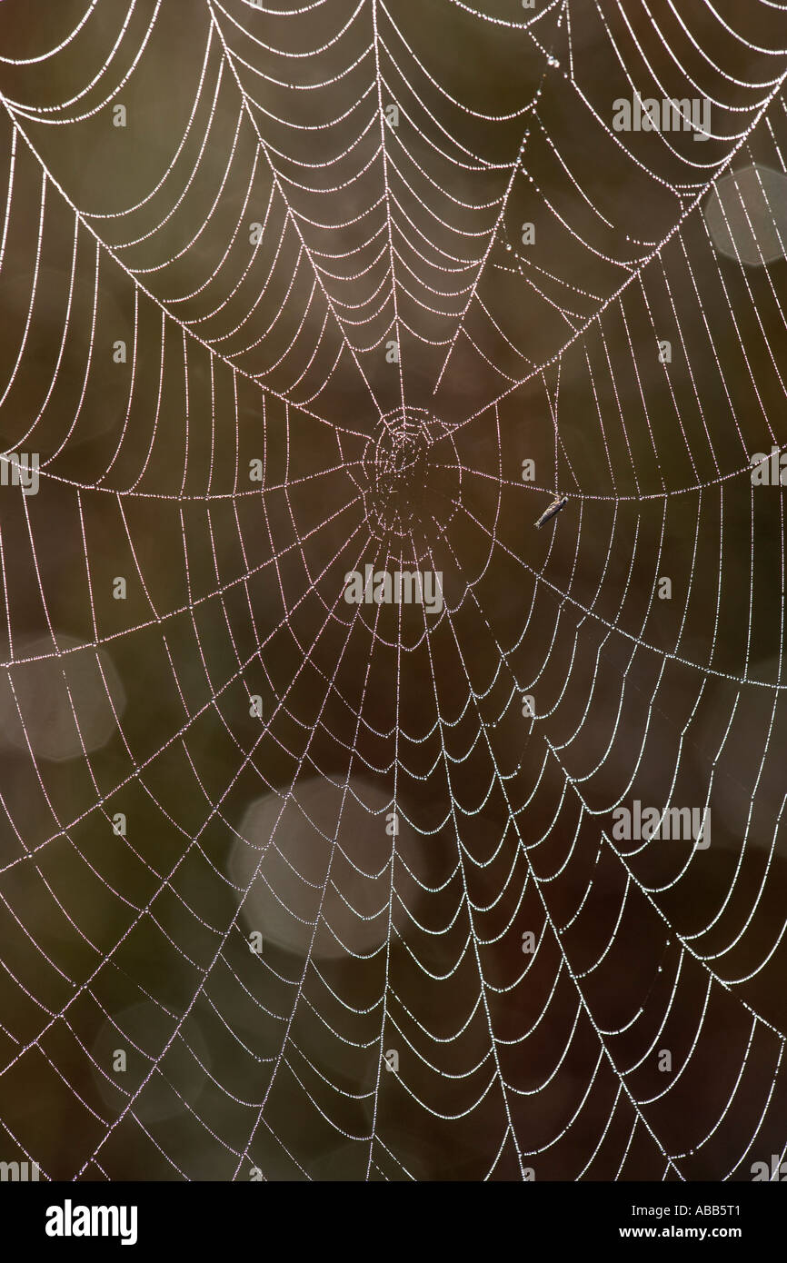 Spider webs and dew Everglades National Park Florida Stock Photo - Alamy