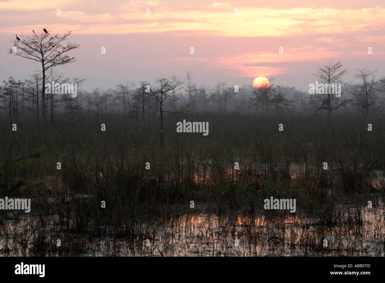 Sunrise over the swamp in the everglades with tree silhouettes ...