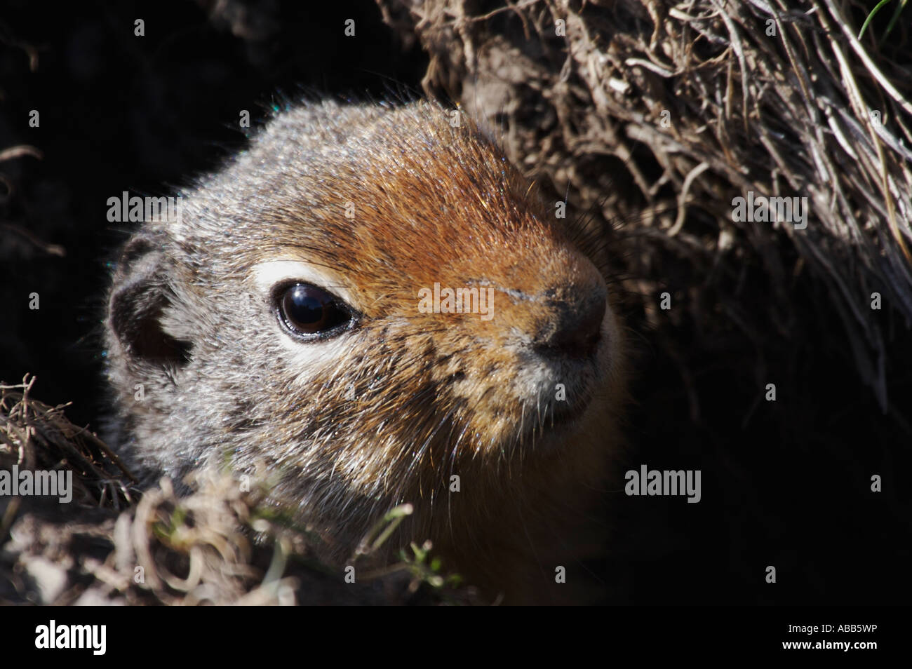Wildlife Portrait: Prairie Dog/Gopher Stock Photo - Alamy