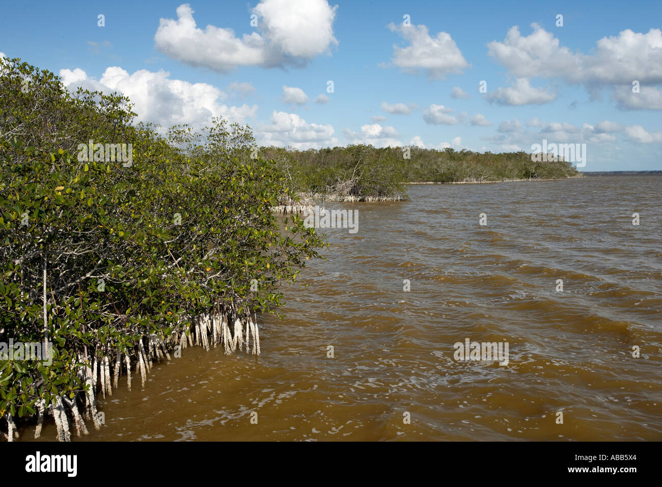 Mangrove trees and roots Everglades National Park Florida Stock Photo ...
