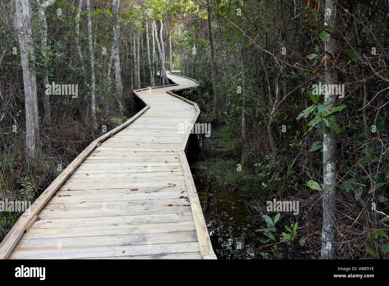 Boardwalk through swamp Okefenokee National Wildlife Refuge Georgia ...