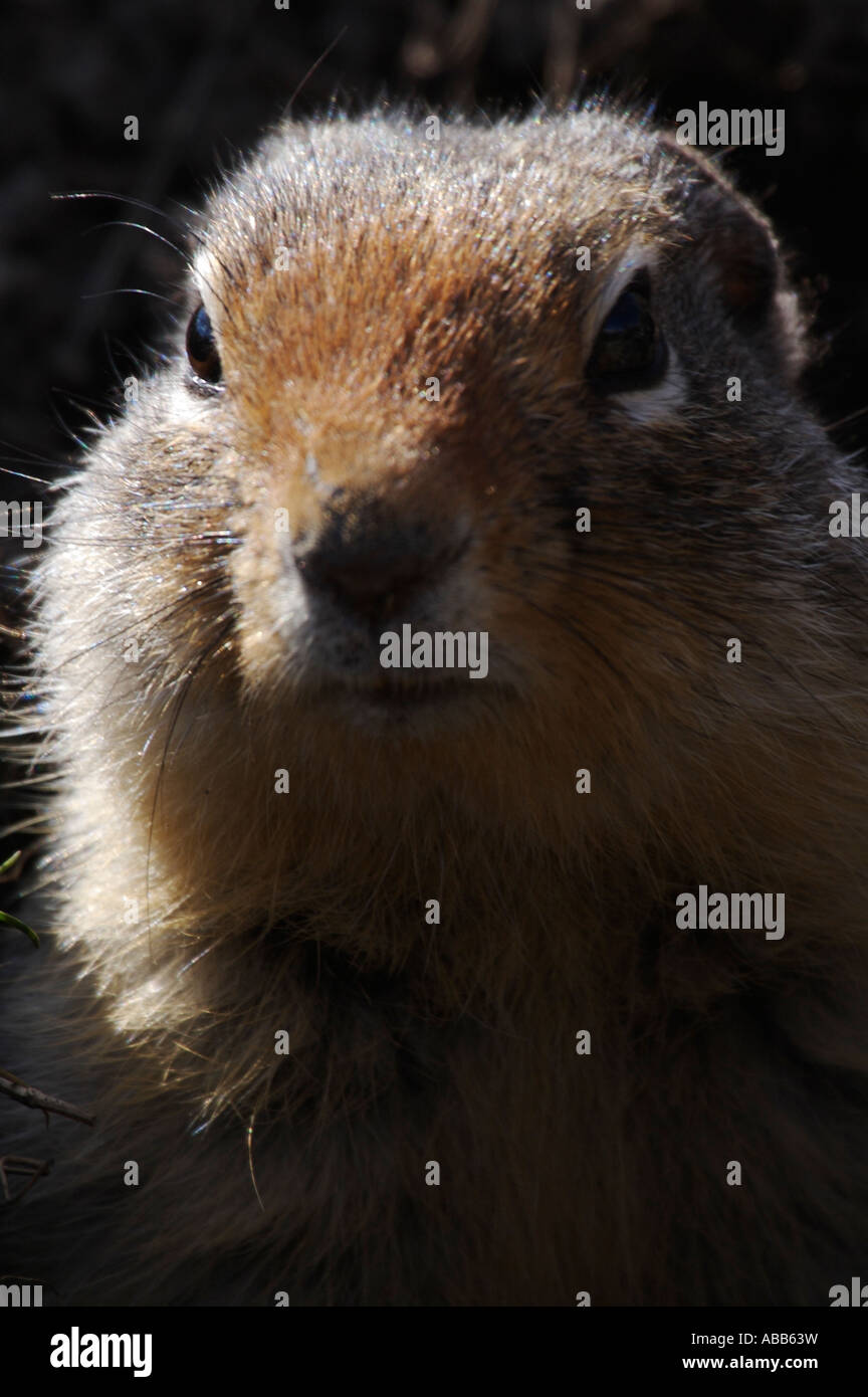 Wildlife Portrait: Prairie Dog/Gopher Stock Photo - Alamy