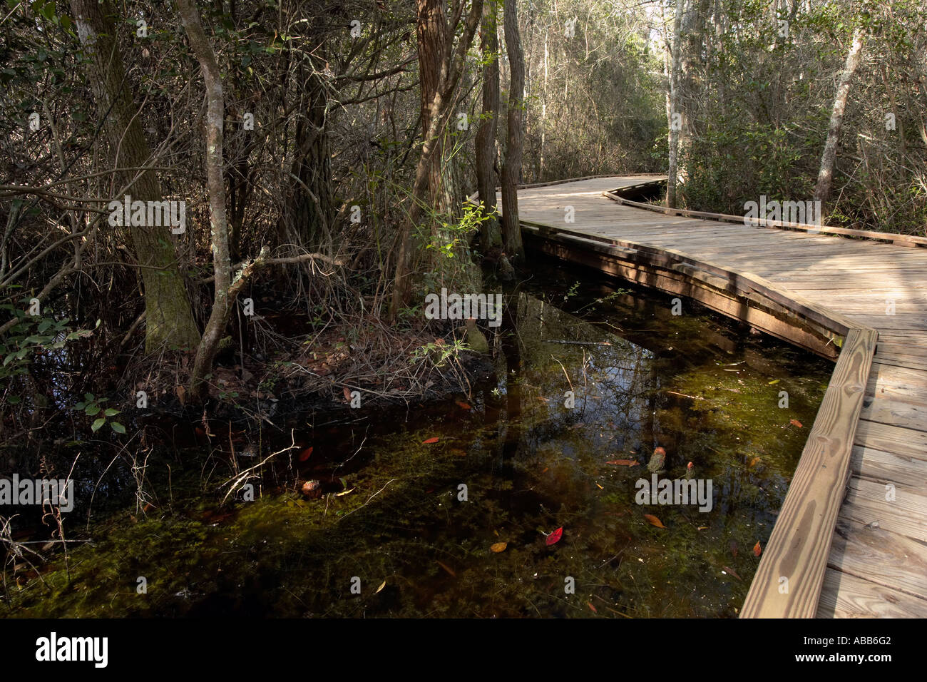 Swamp scene Okefenokee National Wildlife Refuge Georgia Stock Photo - Alamy