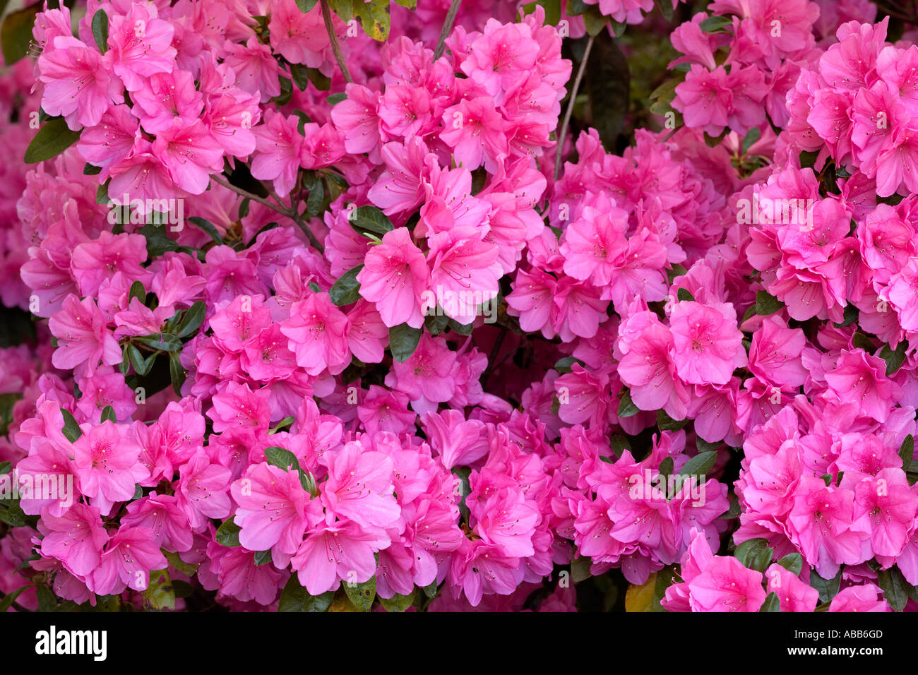 Pink Azalea flowers Stock Photo - Alamy