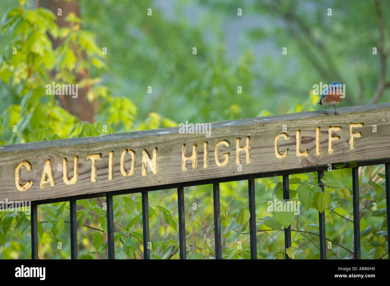 Blue bird on Caution High Cliff sign Stock Photo - Alamy