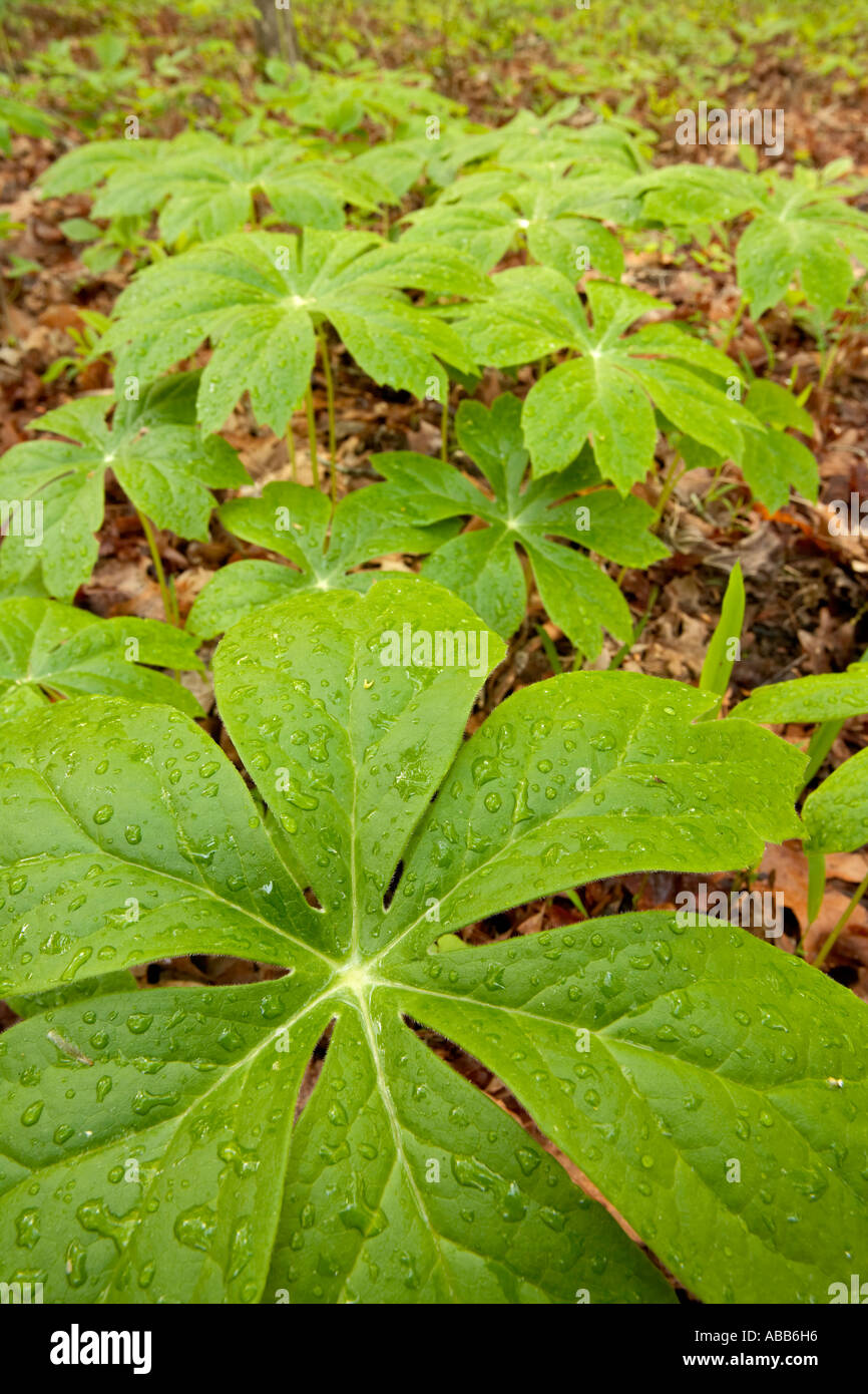 Mayapple leaves hi-res stock photography and images - Alamy