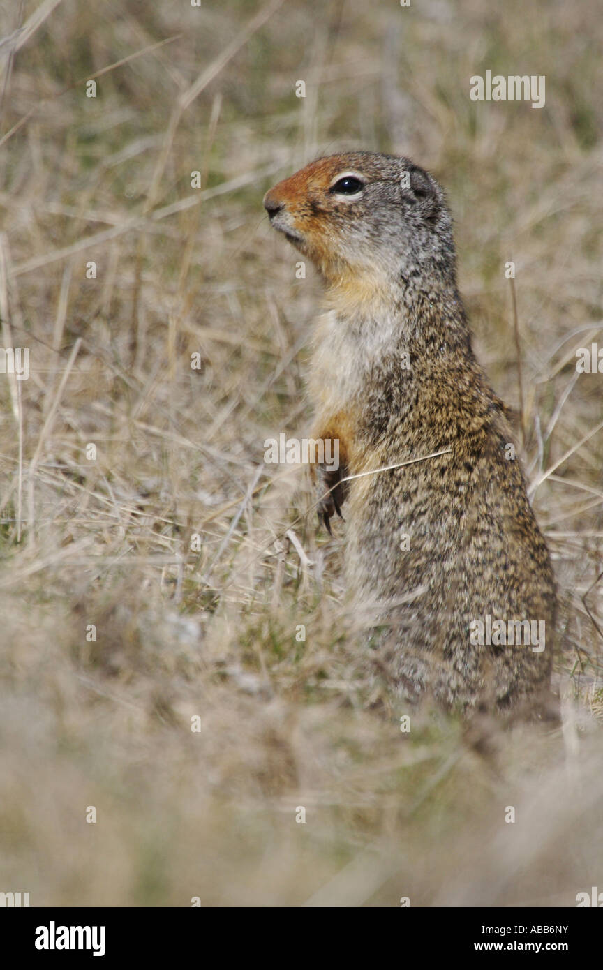 Wildlife Portrait: Prairie Dog/Gopher Stock Photo - Alamy