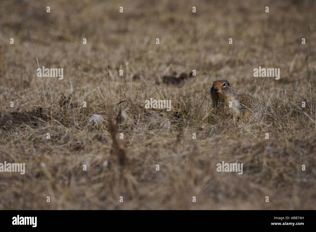 Wildlife Portrait: Prairie Dog/Gopher Stock Photo - Alamy
