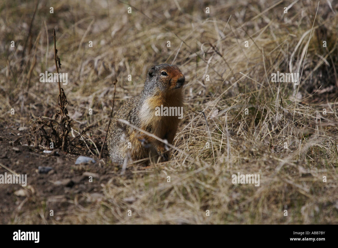 Wildlife Portrait: Prairie Dog/Gopher Stock Photo - Alamy