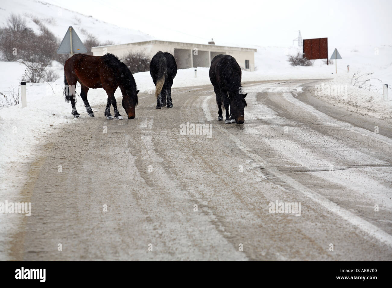 Wild horses lap the salt Stock Photo - Alamy