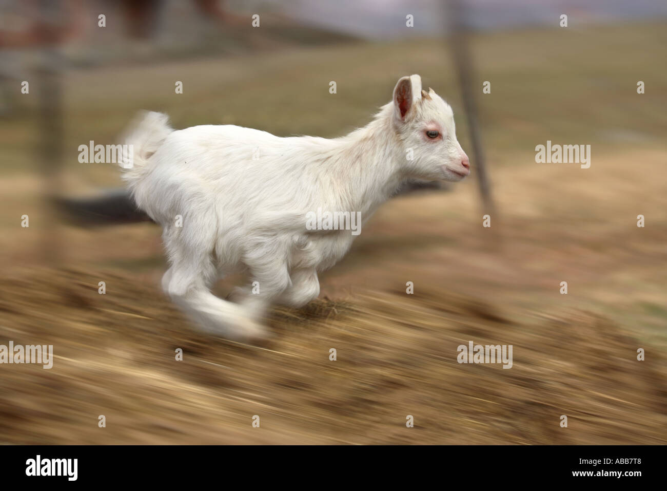 Running goat hi-res stock photography and images - Alamy