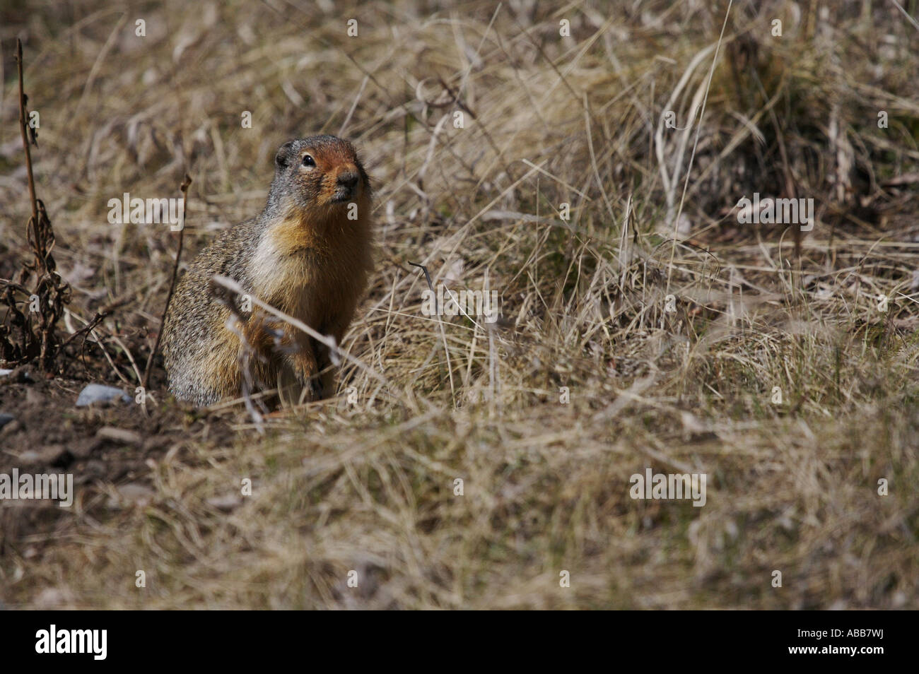 Wildlife Portrait: Prairie Dog/Gopher Stock Photo - Alamy