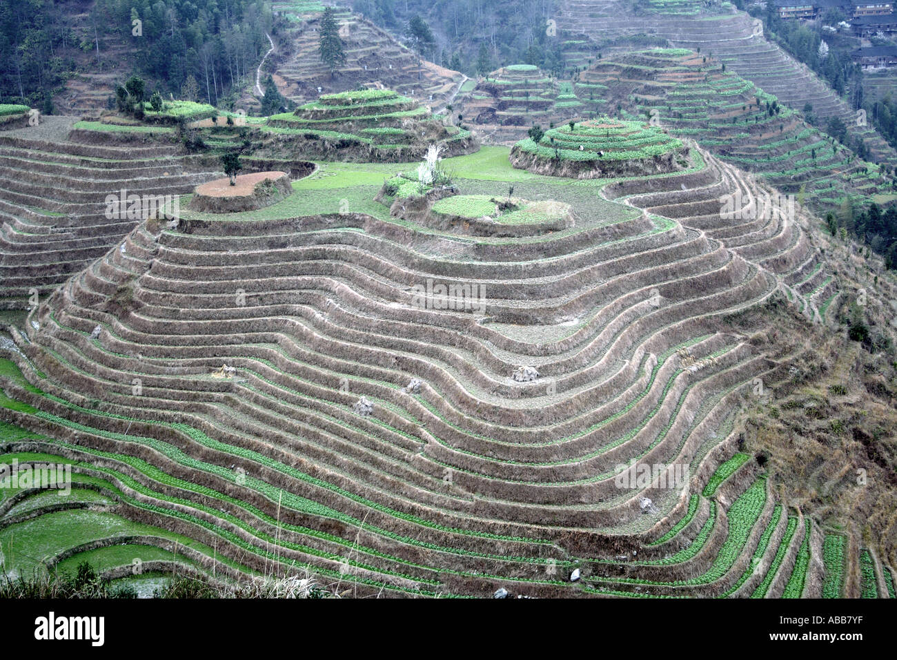 Longsheng, Chinese Terraced Rice Paddies of Longji Dragon Backbone ...