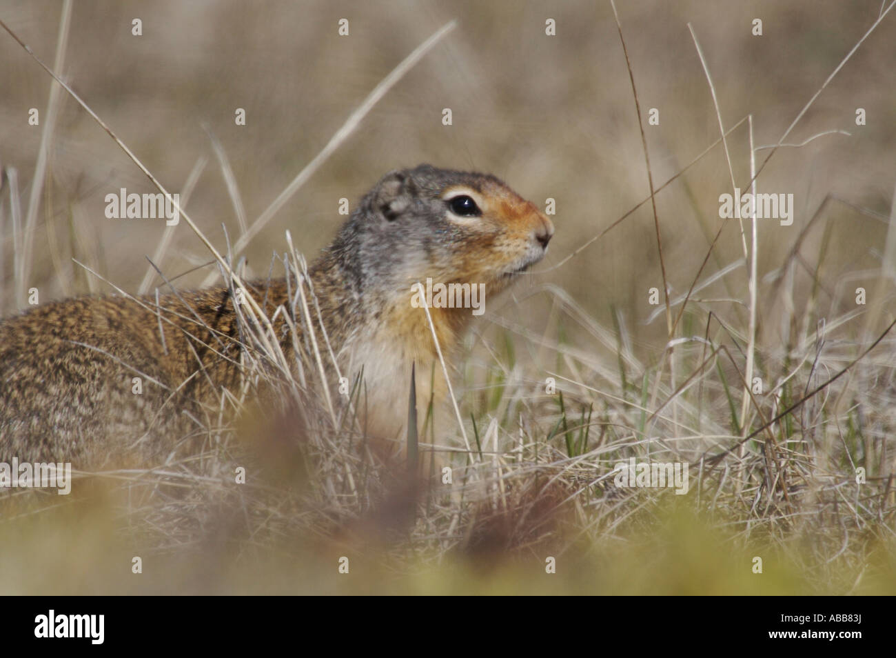Wildlife Portrait: Prairie Dog/Gopher Stock Photo - Alamy