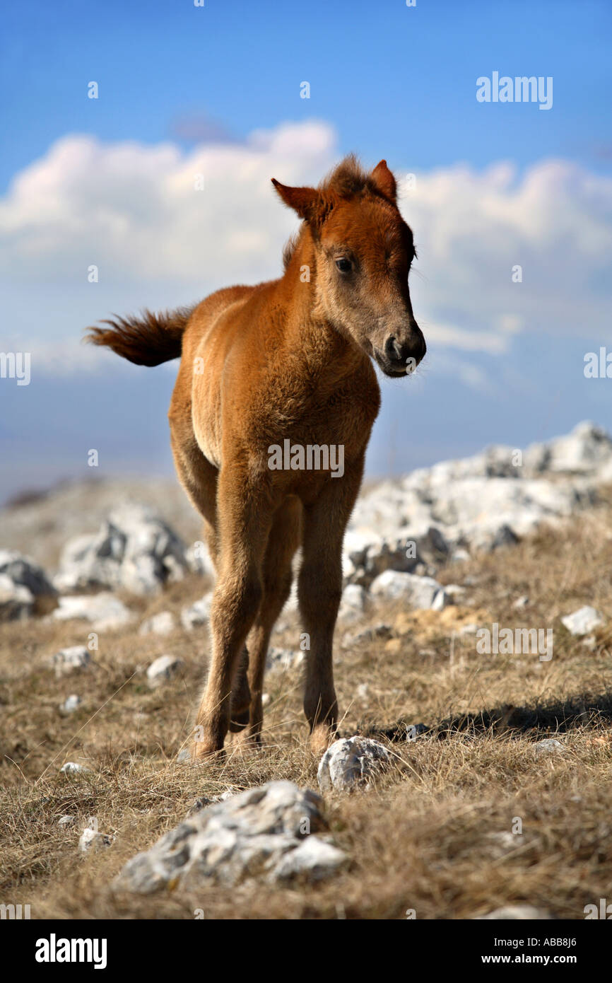 Sweet young colt Stock Photo - Alamy