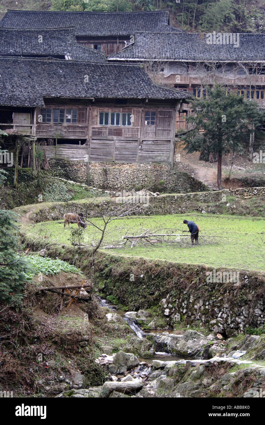 Longsheng, Chinese Terraced Rice Fields and Traditional Houses of ...