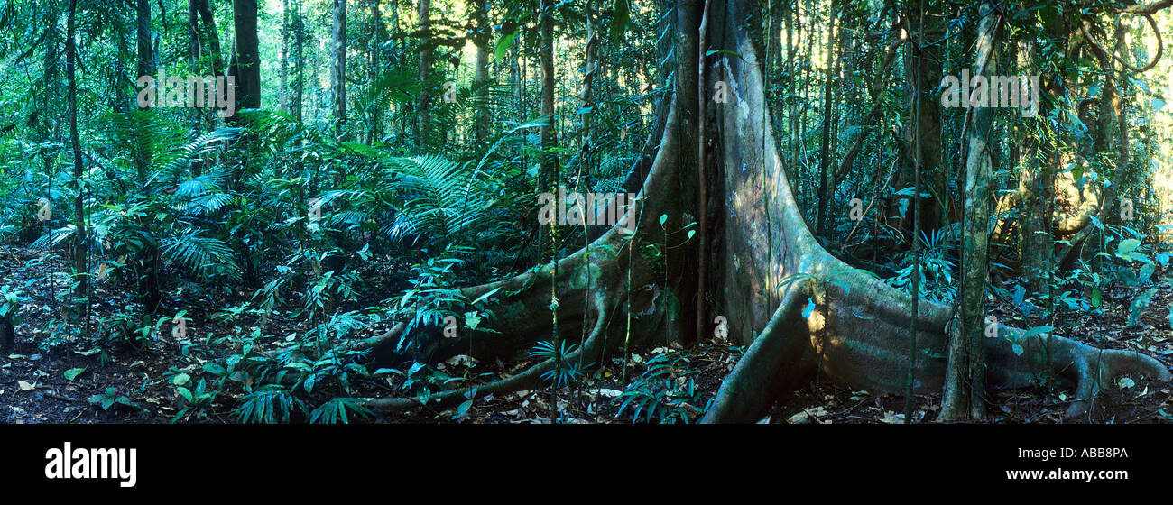 Giant Fig Tree Buttress, Daintree Forest National Park, Queensland ...