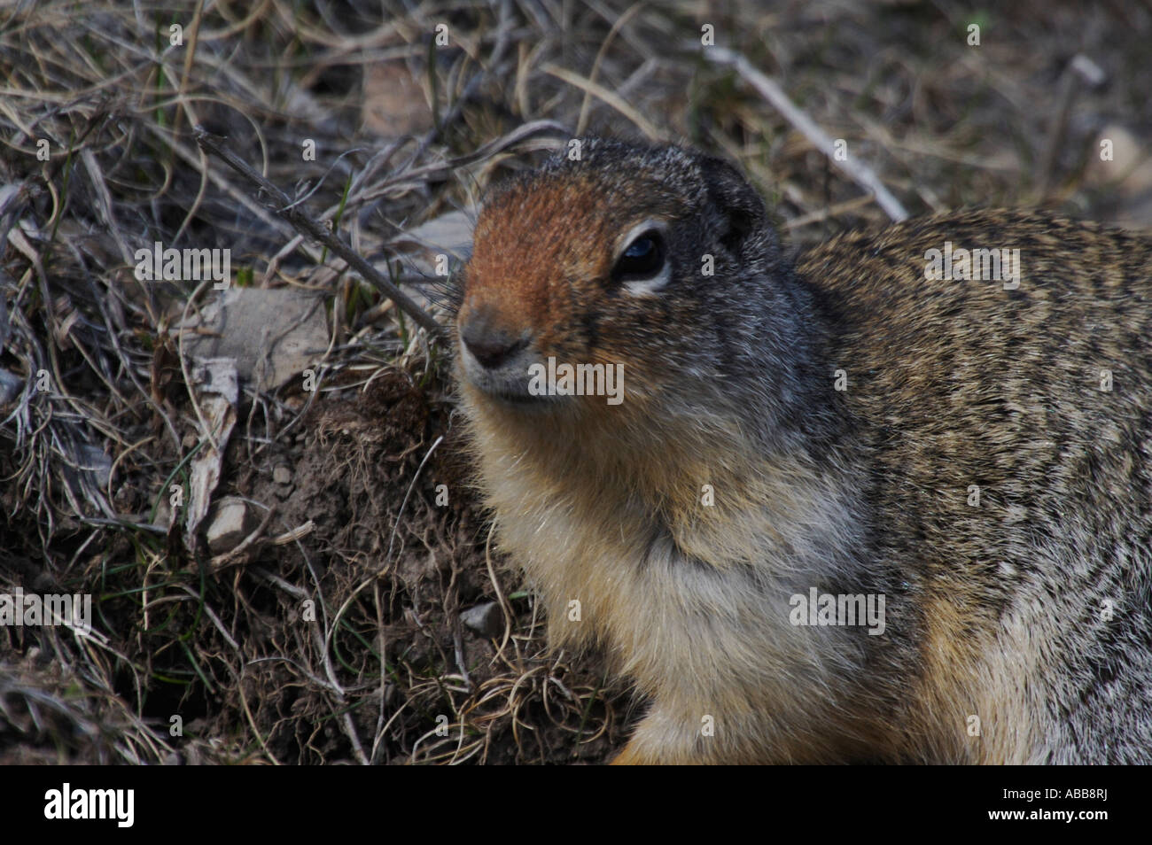 Wildlife Portrait: Prairie Dog/Gopher Stock Photo - Alamy