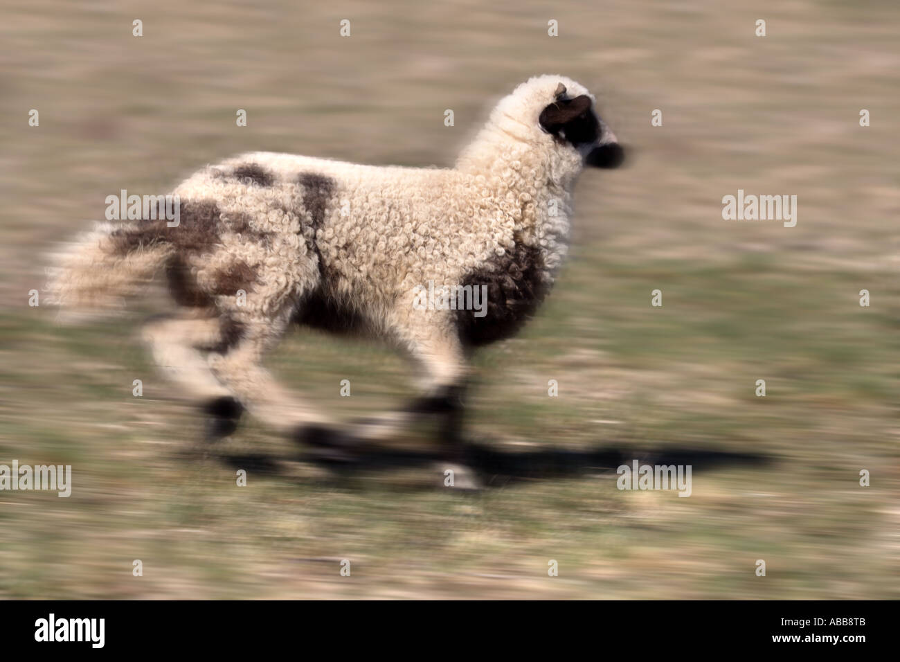 Lumb hi-res stock photography and images - Alamy