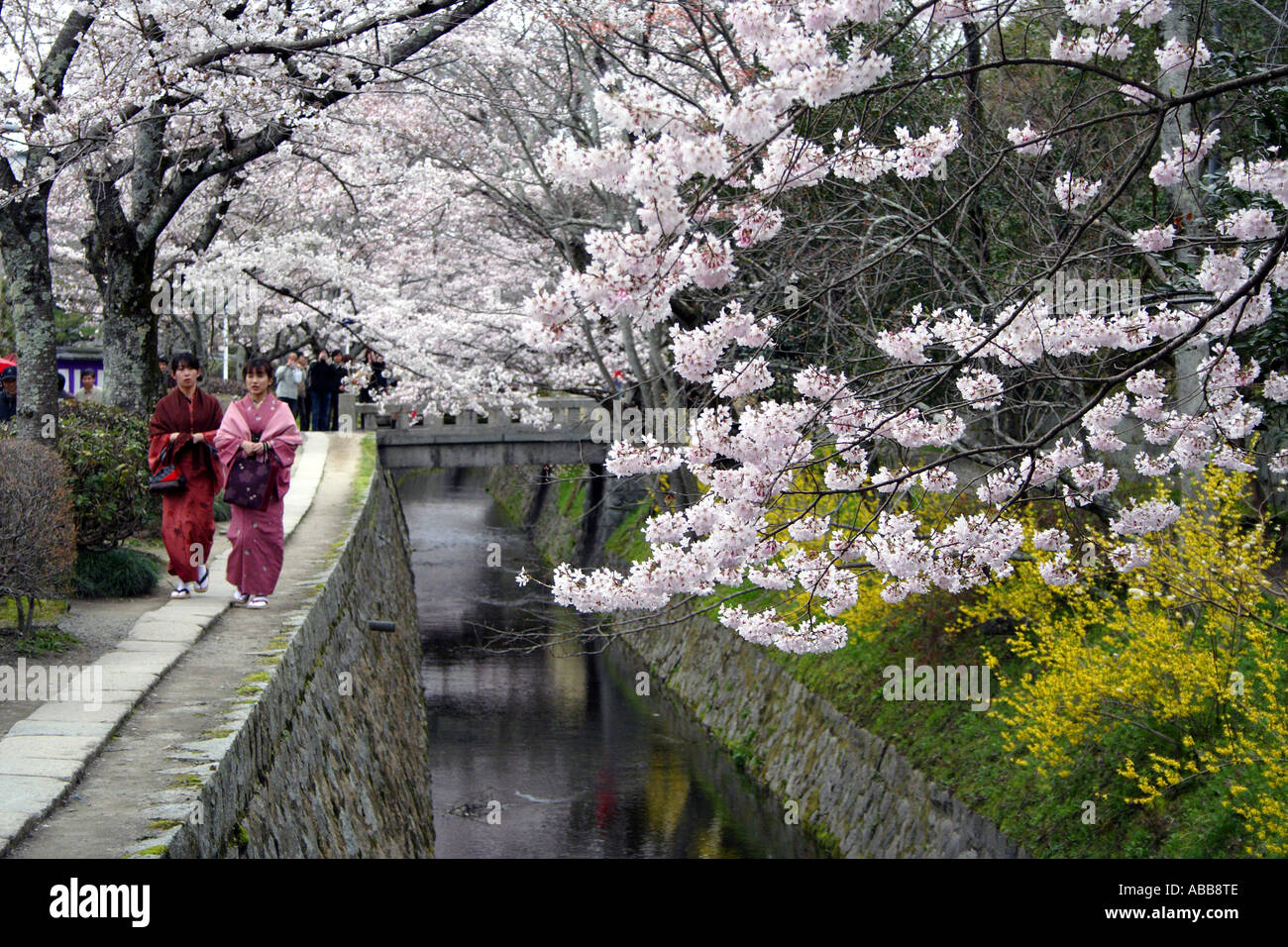 Philosopher's Walk, Kyoto, Japan During Cherry Blossom Season Stock ...