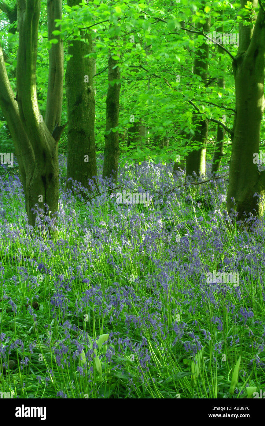 Bluebells and woodland, Oxford Island, Northern Ireland Stock Photo - Alamy