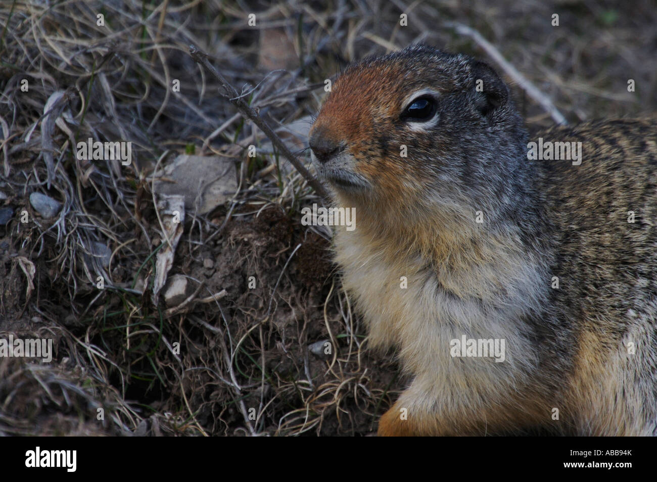 Wildlife Portrait: Prairie Dog/Gopher Stock Photo - Alamy