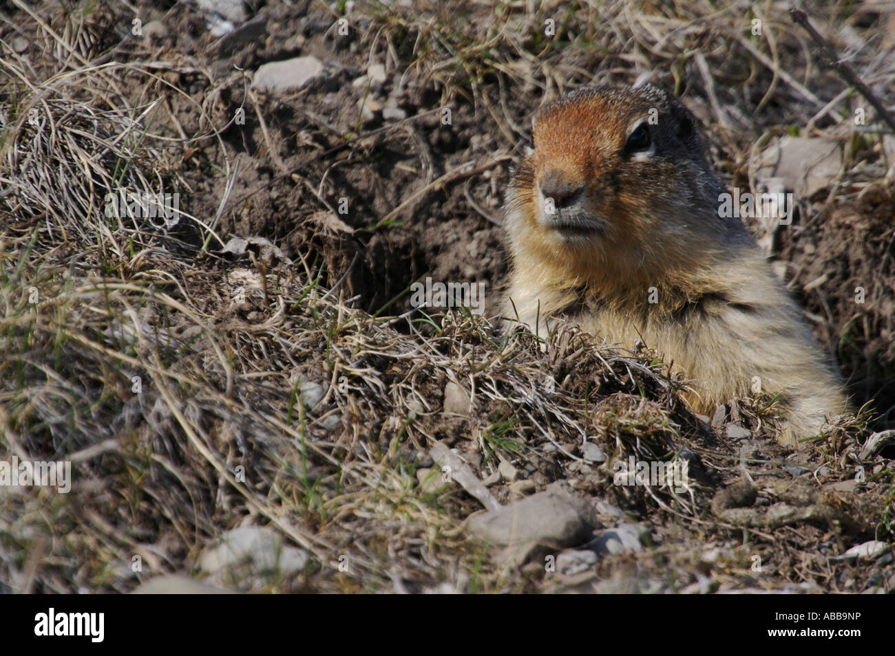 Wildlife Portrait: Prairie Dog/Gopher Stock Photo - Alamy