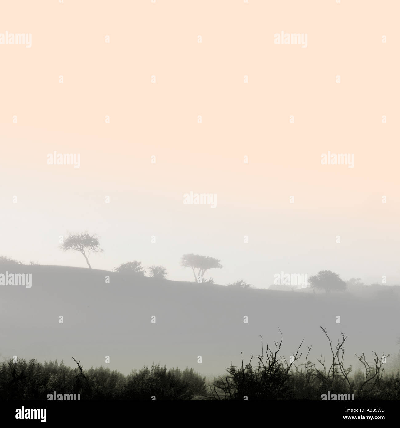 Sunrise on the African Bush Stock Photo - Alamy
