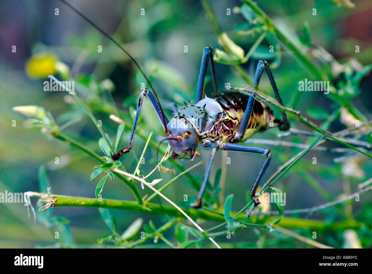 Armoured Cricket Stock Photos & Armoured Cricket Stock Images - Alamy