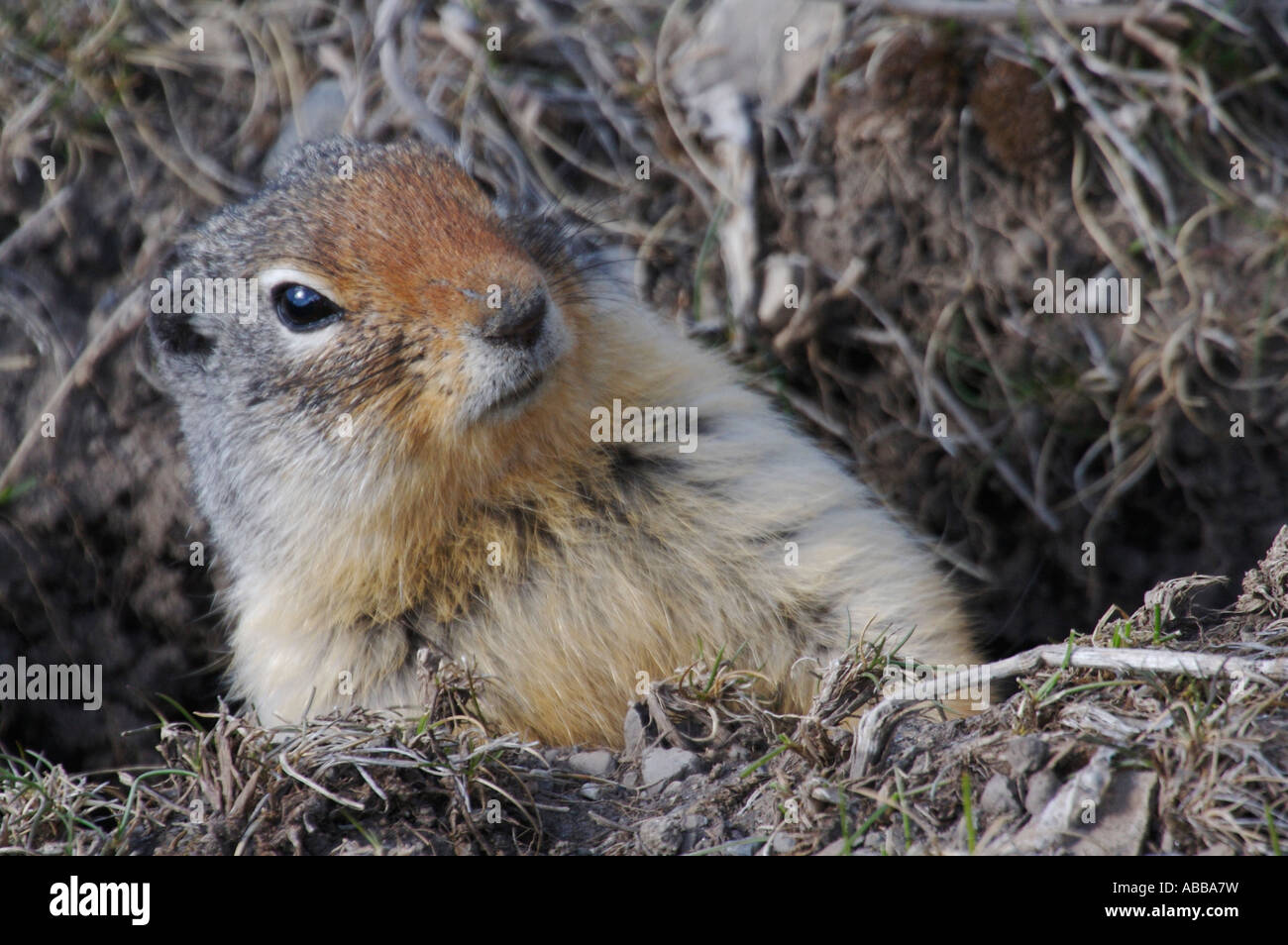 Wildlife Portrait: Prairie Dog/Gopher Stock Photo - Alamy