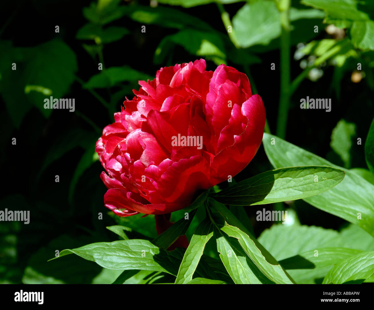 Paeon High Resolution Stock Photography and Images - Alamy