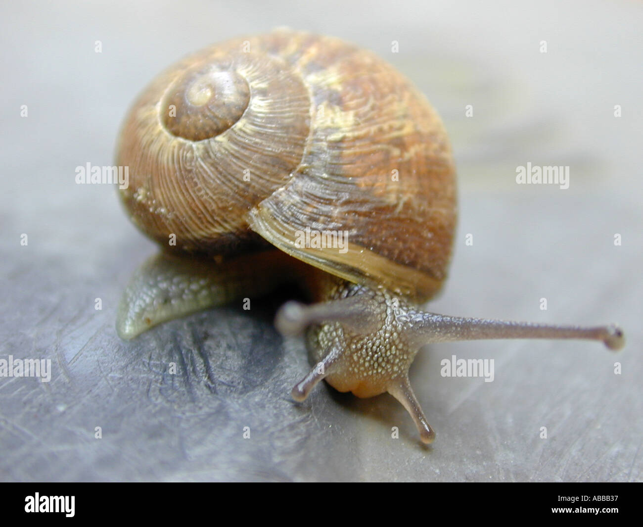 Common garden snail Stock Photo - Alamy