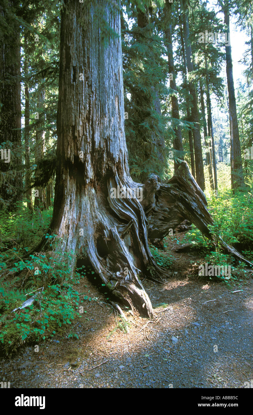 cedar tree in olympic national park washington west coast usa Stock ...