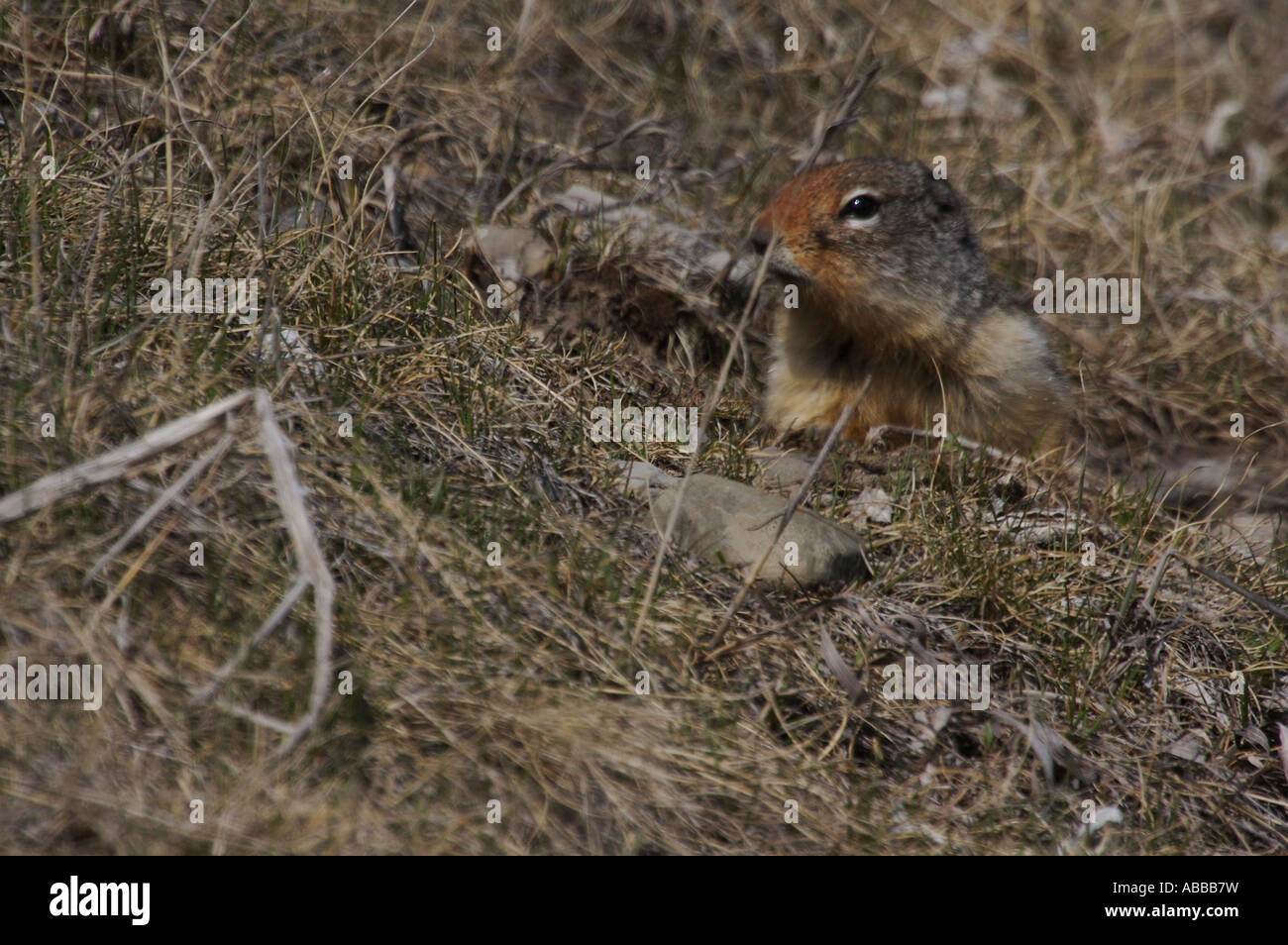 Wildlife Portrait: Prairie Dog/Gopher Stock Photo - Alamy