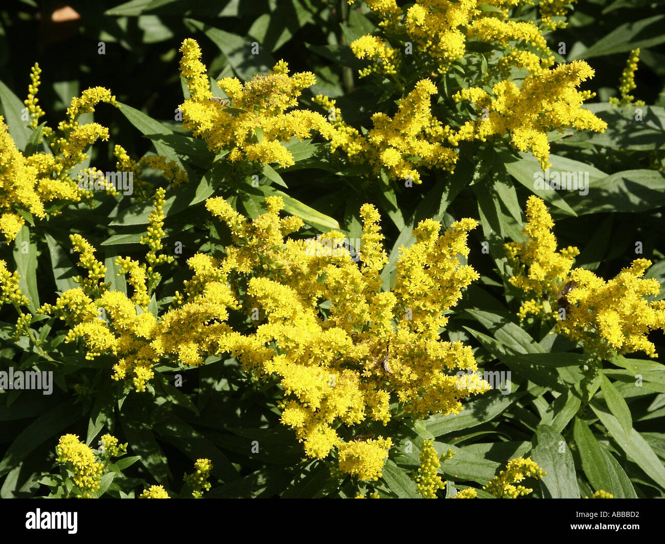 Summer floweri hi-res stock photography and images - Alamy