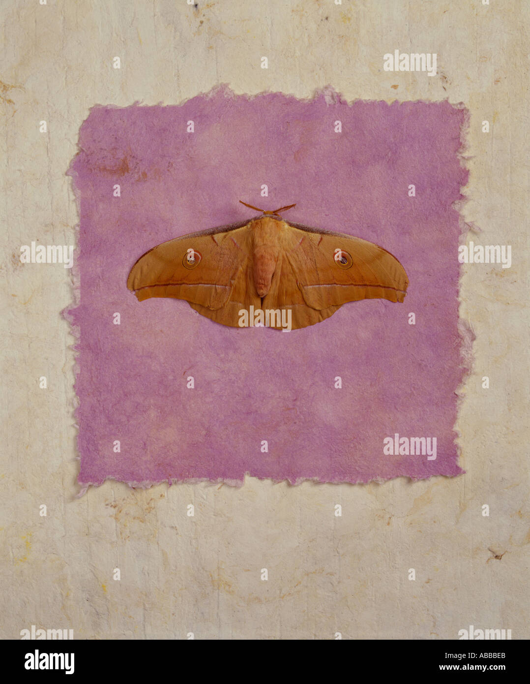 Flat moth hi-res stock photography and images - Alamy