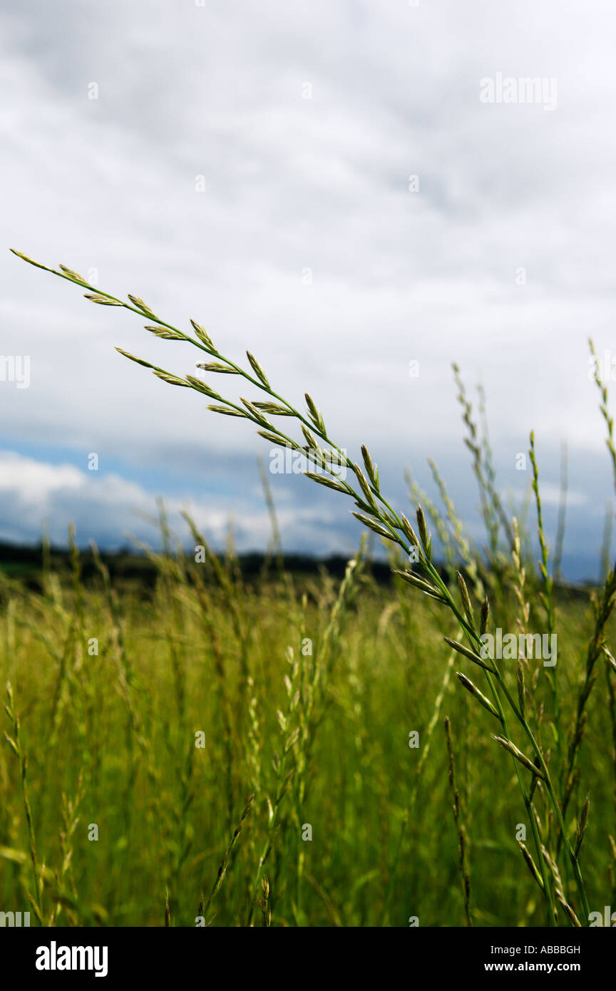 Summer rye grass closeup in field Stock Photo - Alamy